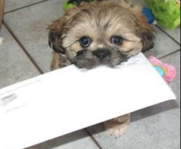 Shih Tzu Aggression - Steps How To Correct It | ShihTzuFanz.com